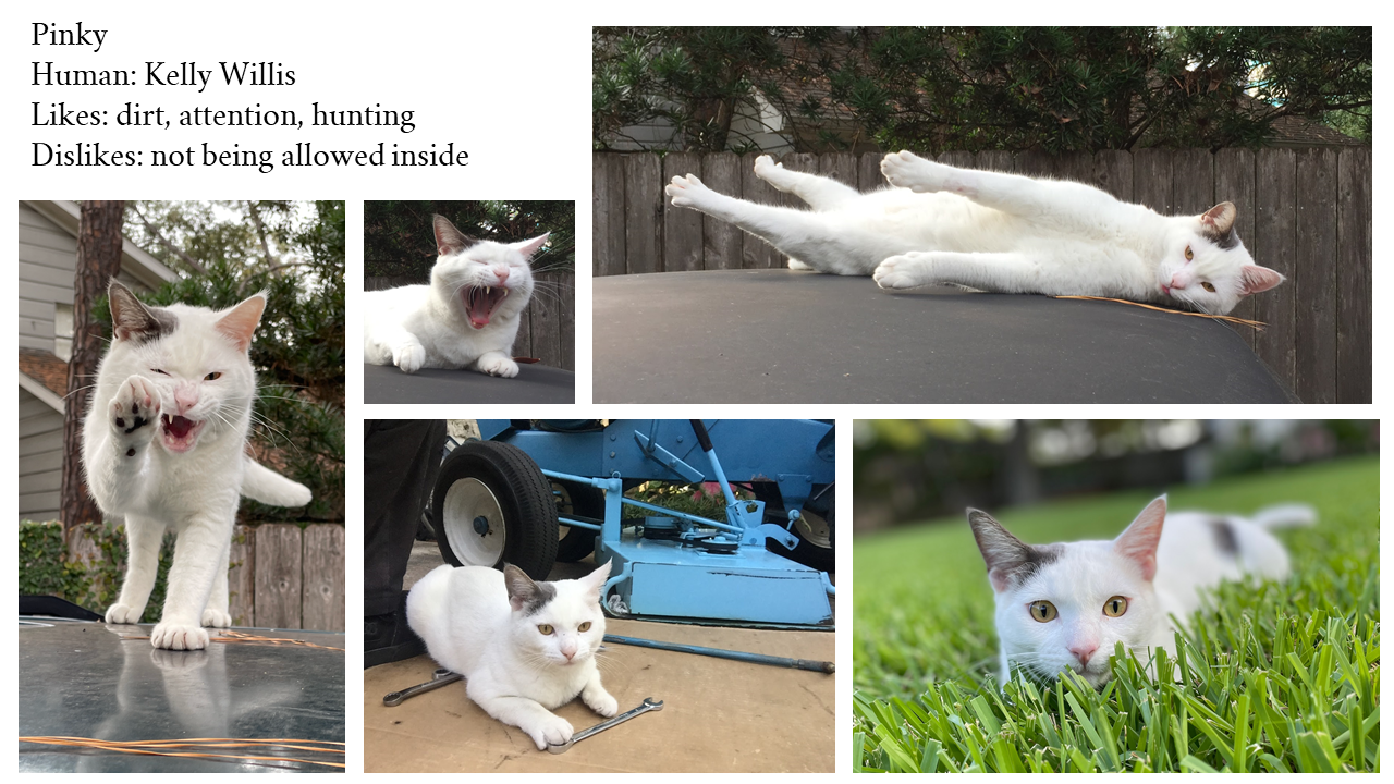 Pets of Houston Law - University of Houston Law Center